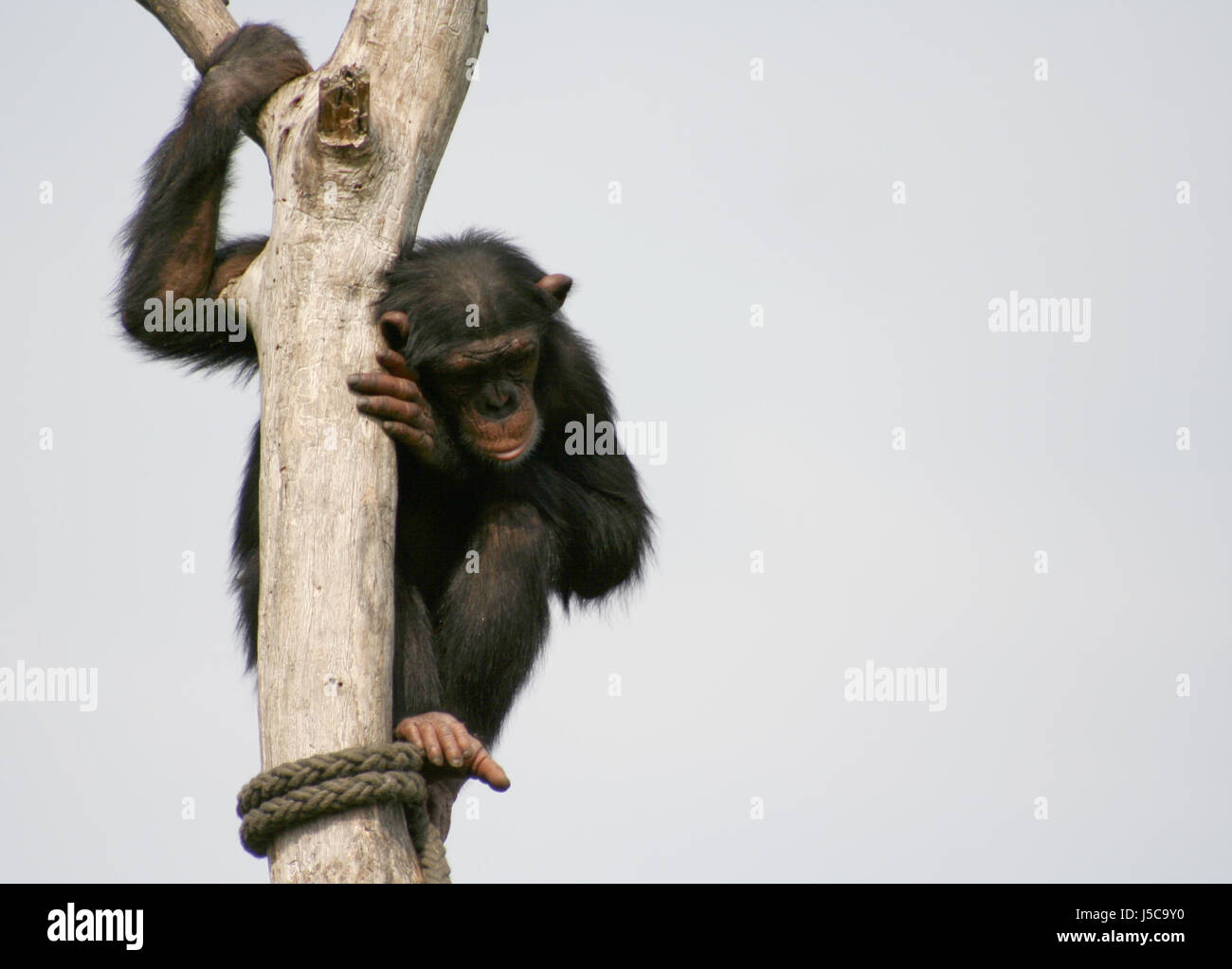 Chimpanzee height hi-res stock photography and images - Alamy