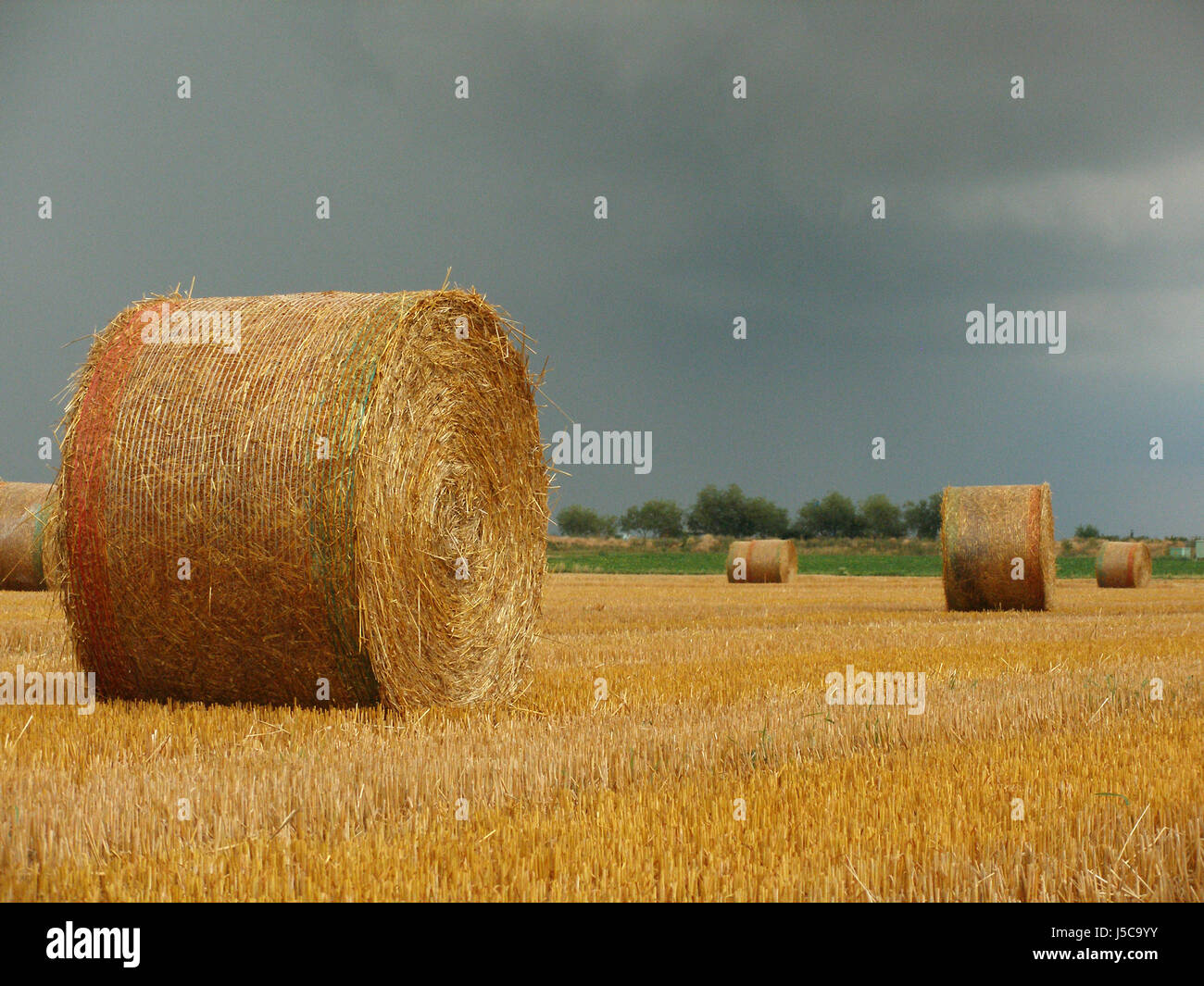 bird birds acre frowningly menacing stubble field complete perfect dark ...