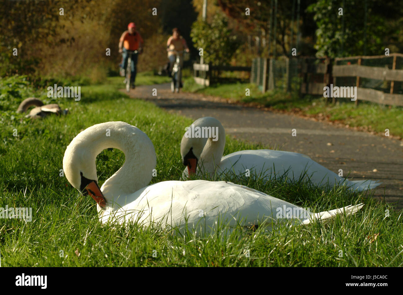 swans swan tame bikrider bike bicycle cycle bank bicycle path shore ...