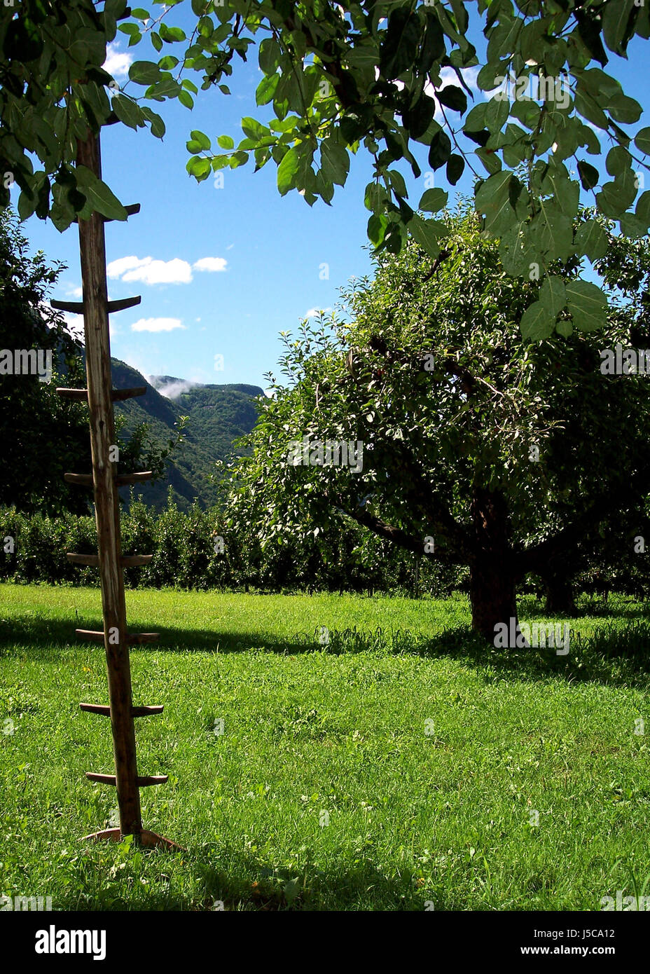 Leiterbaum hi-res stock photography and images - Alamy