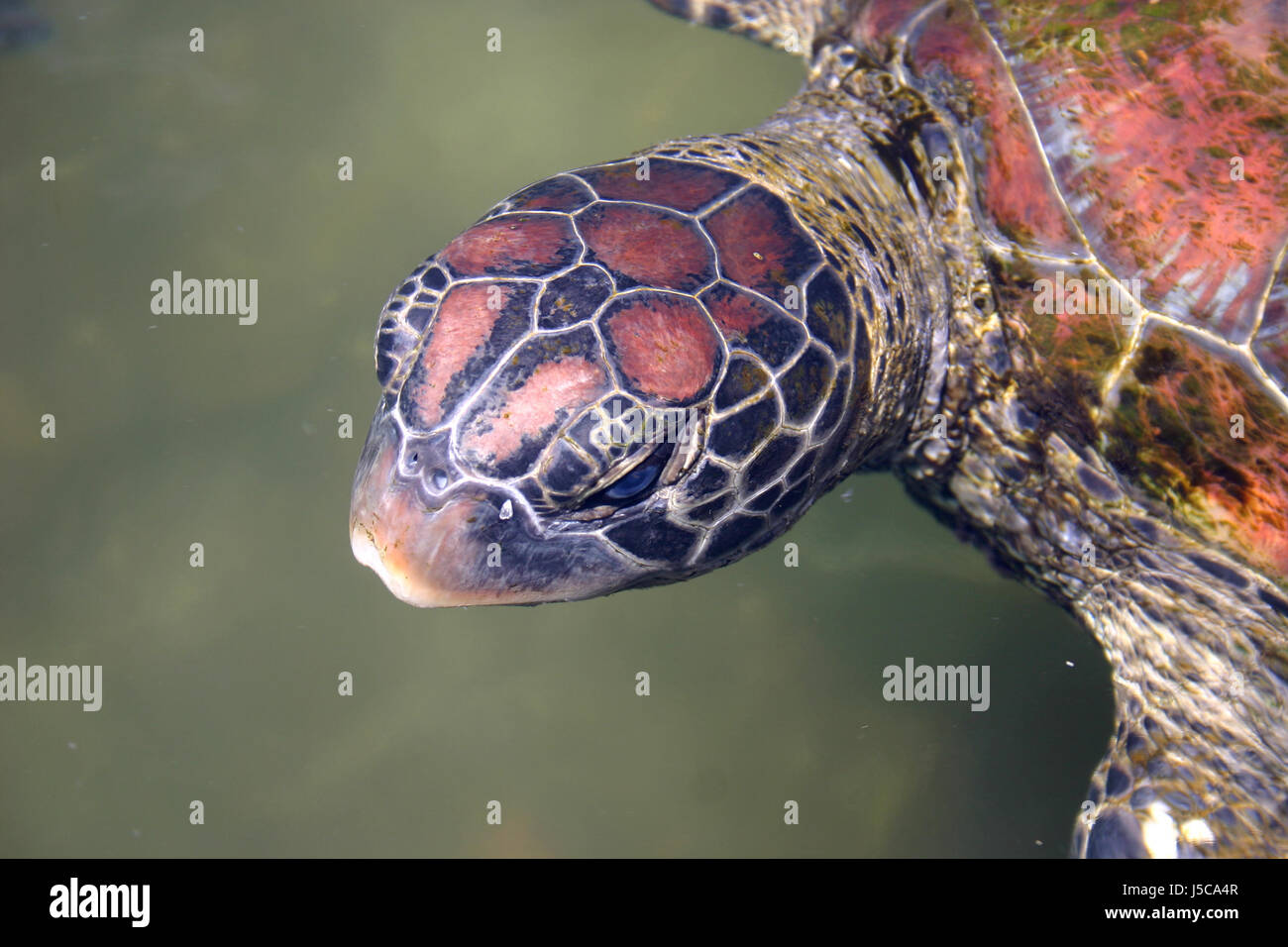 Armour Protection High Resolution Stock Photography and Images - Alamy