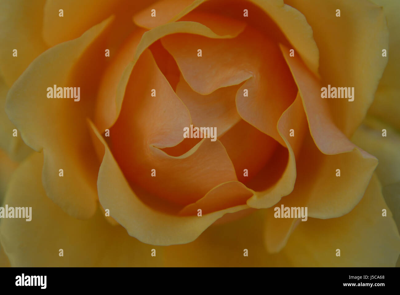 amber queen 1984 Stock Photo - Alamy