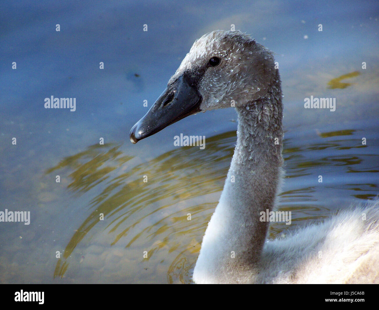 uiiii is wet Stock Photo - Alamy
