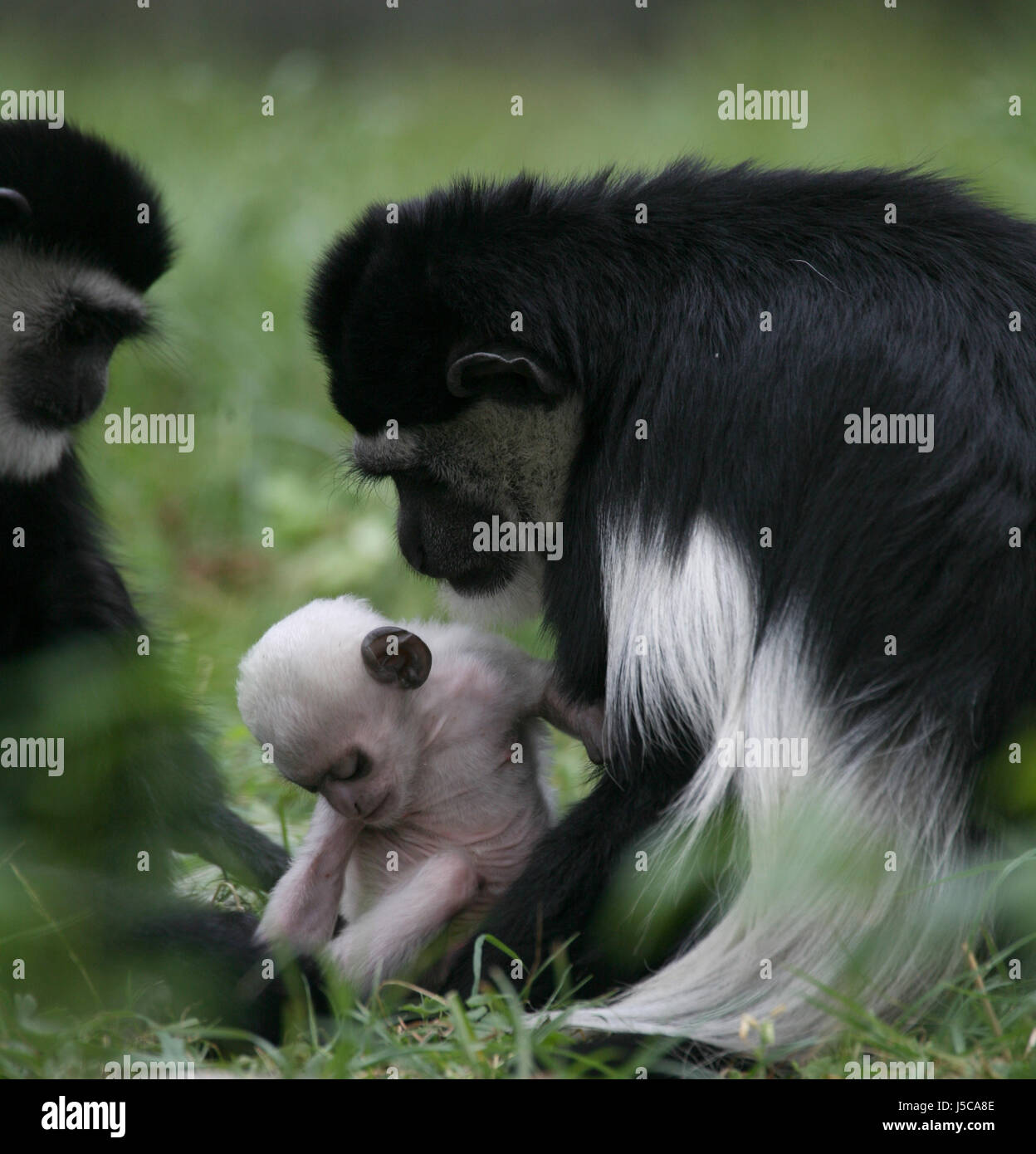 animal africa monkey black swarthy jetblack deep black blank european ...