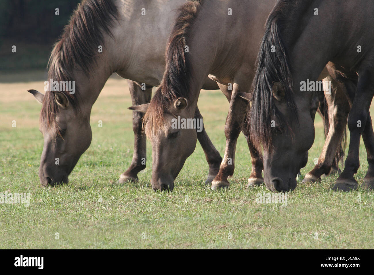Horse trinity hi-res stock photography and images - Alamy