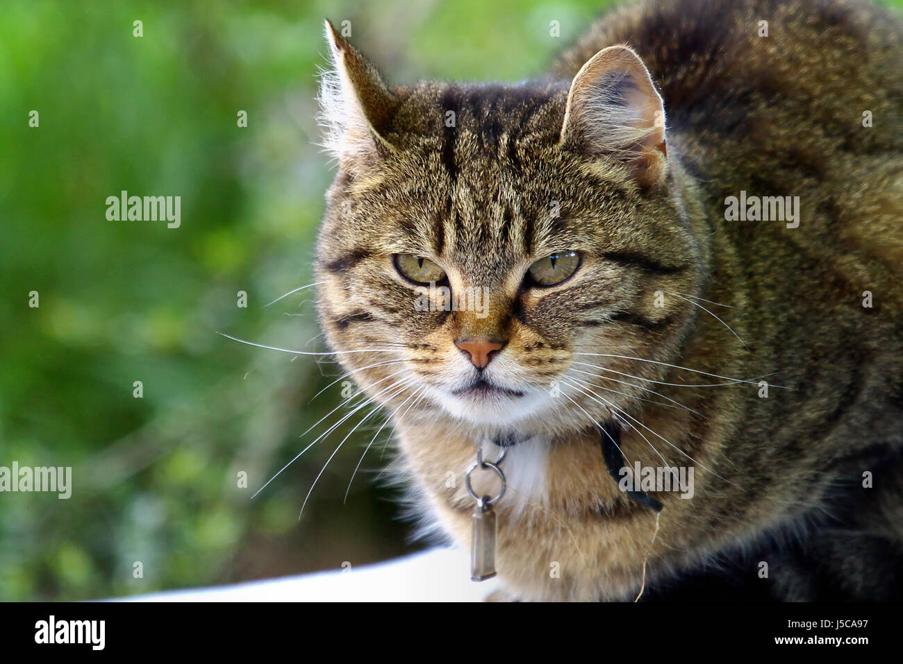 garden pet suns cats gardens felinely pussycat cat domestic cat ...