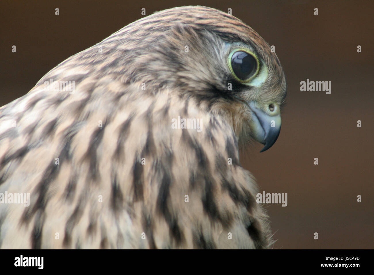 Choke drawing hi-res stock photography and images - Alamy