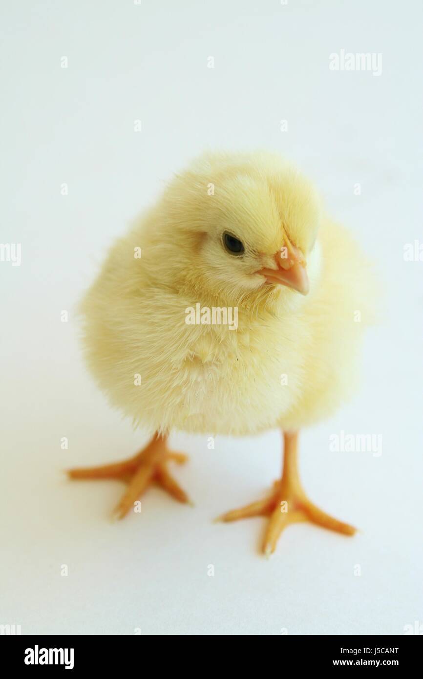 Pollito pollito hi-res stock photography and images - Alamy