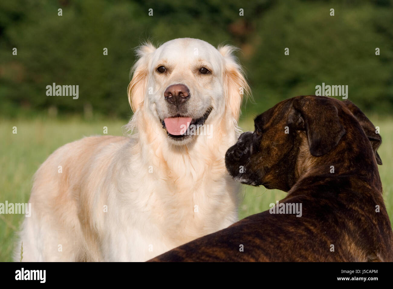 affection on dog style Stock Photo - Alamy
