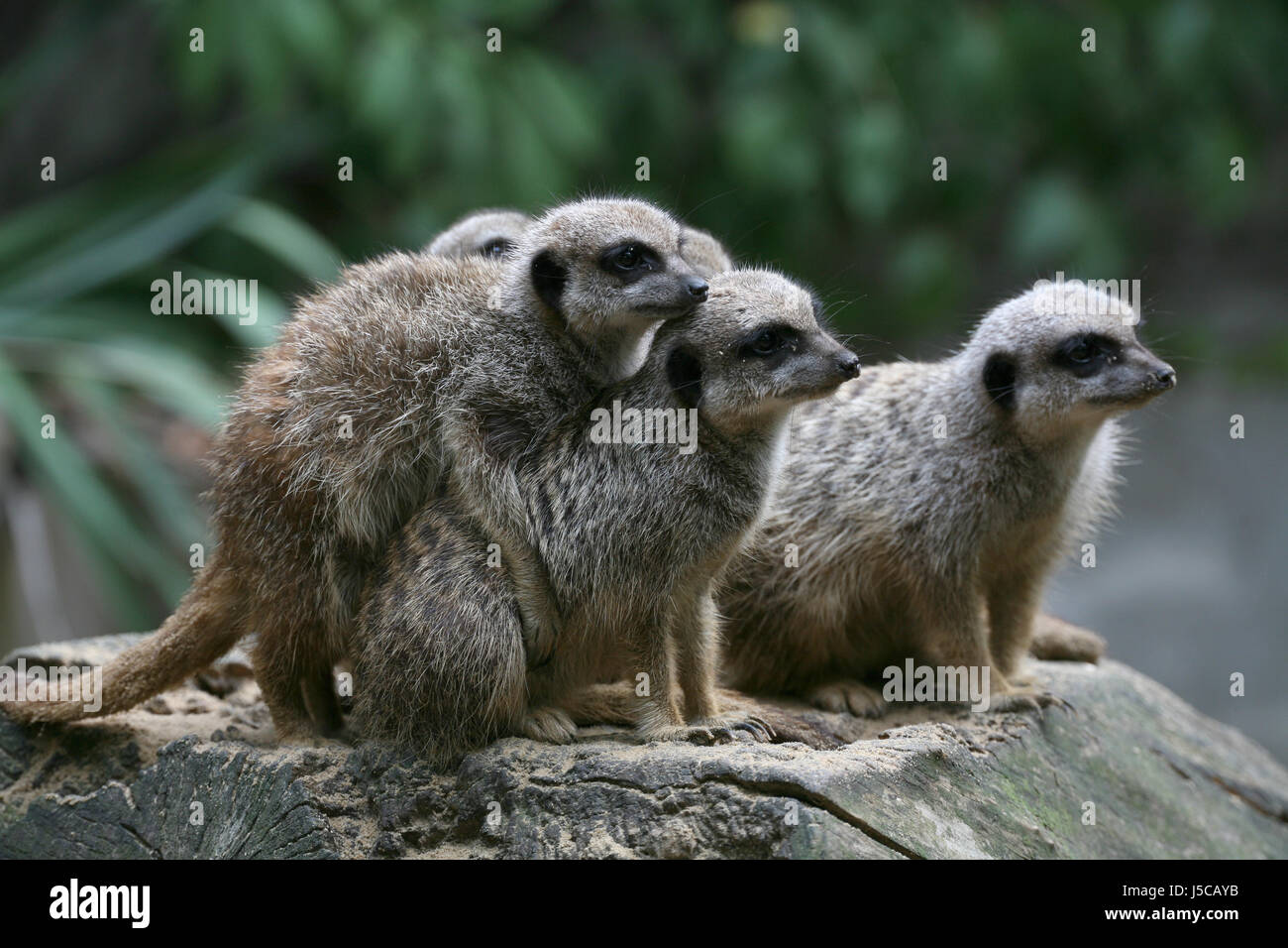 mammal watchful witty hairy mammals predator snappily meerkat meerkats ...