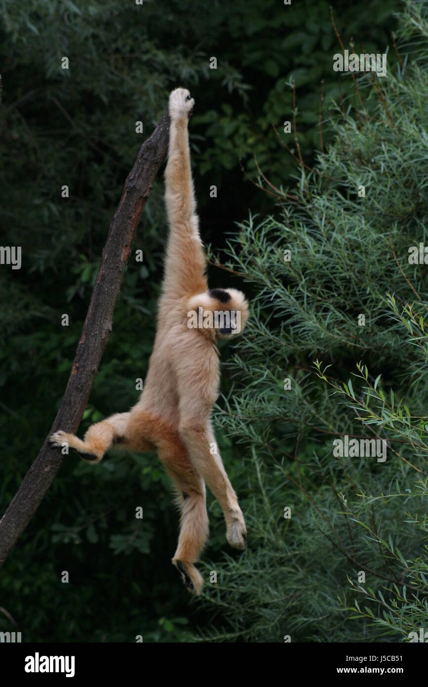 Schopfgibbon hi-res stock photography and images - Alamy