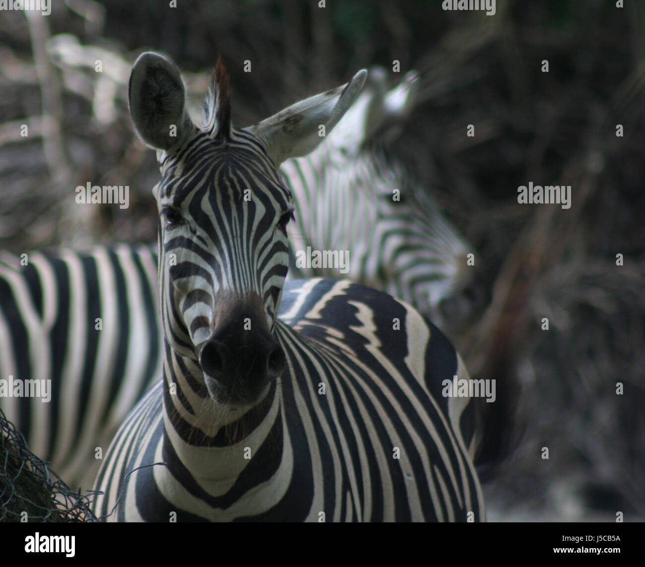 Zebra duo hi-res stock photography and images - Alamy