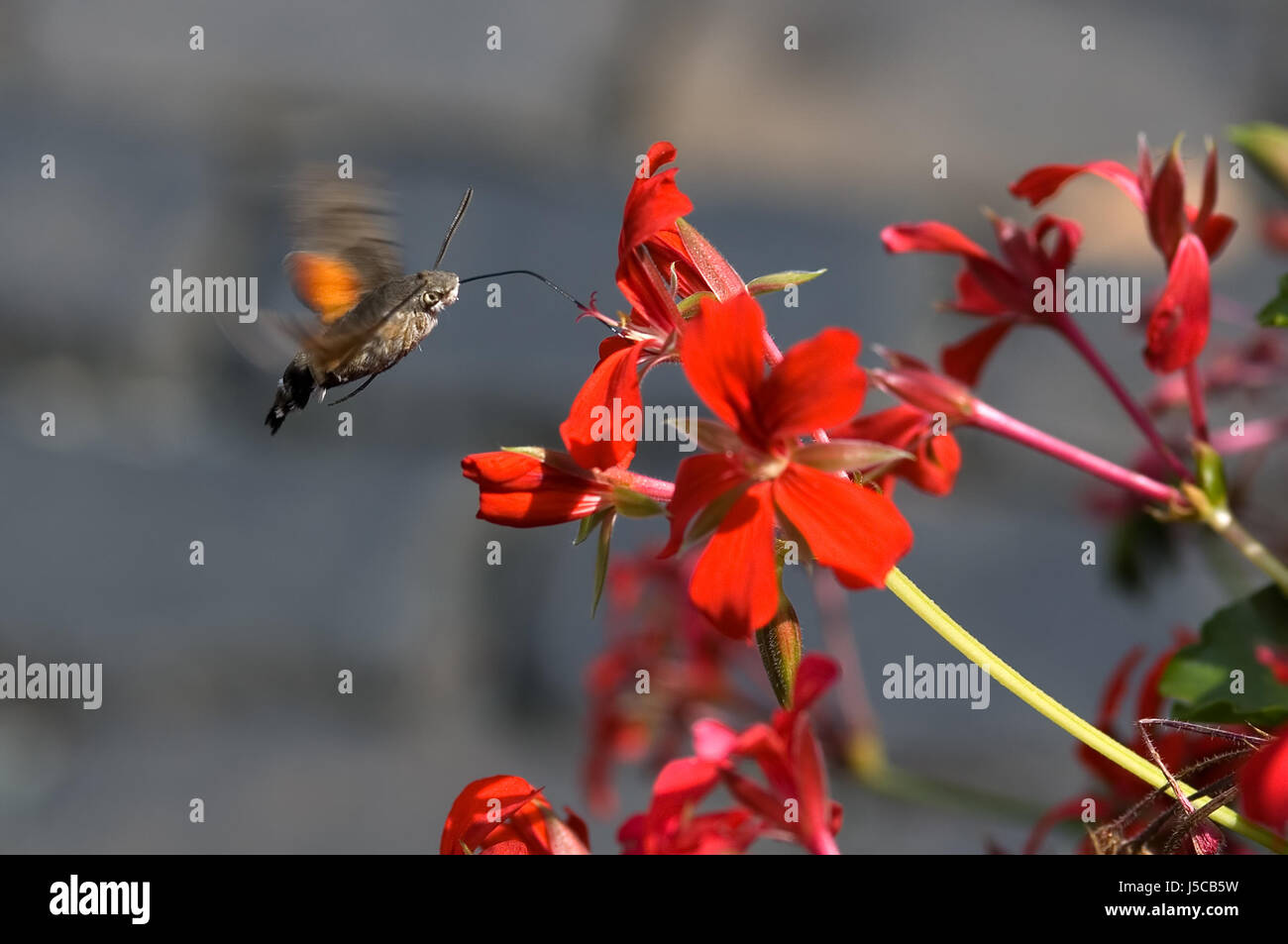 garden flight insect flower plant hairy standing to gorge engulf devour ...