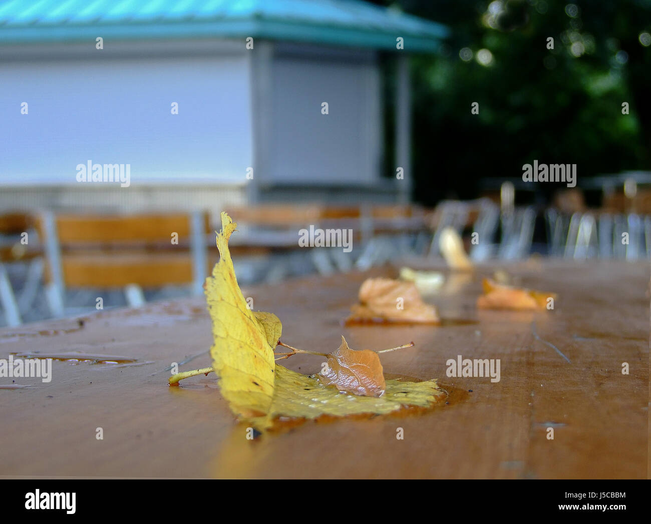 the first leaves fall Stock Photo - Alamy