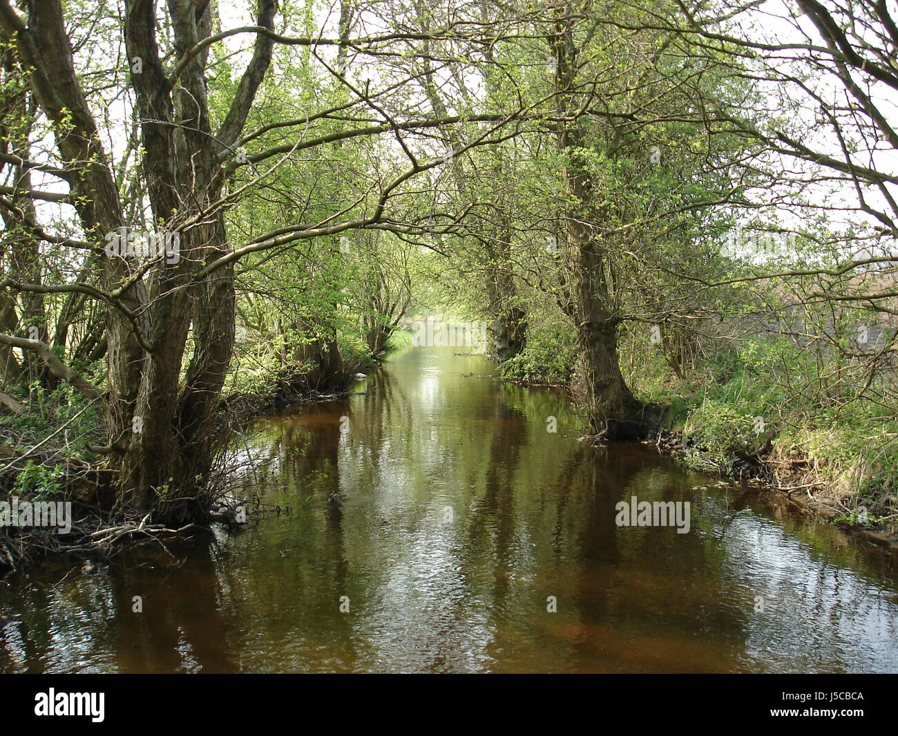 tree,trees,waters,green,longing,stream,dream,idyll,current of the river ...