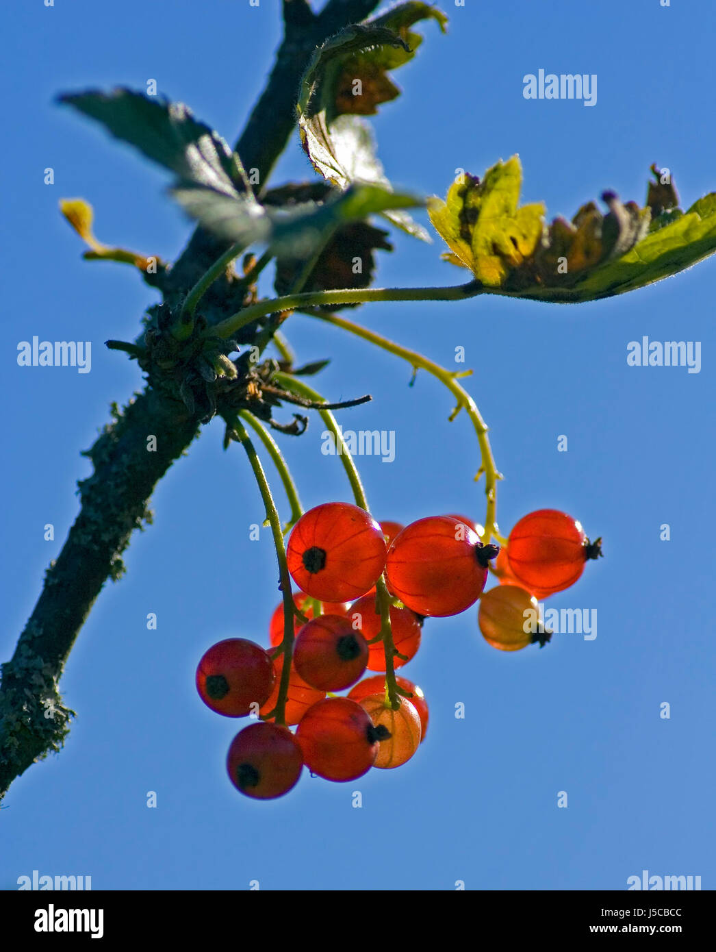 garden green summer summerly progenies fruits fruit shrub refreshing ...