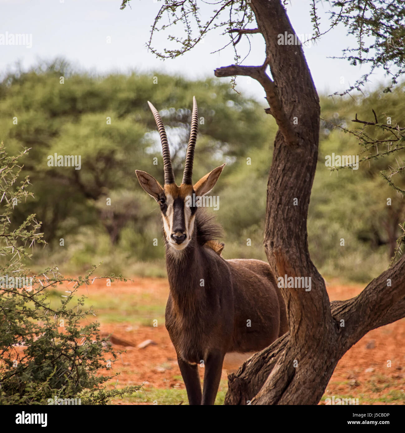 Sable antelope in Southern African savanna Stock Photo - Alamy