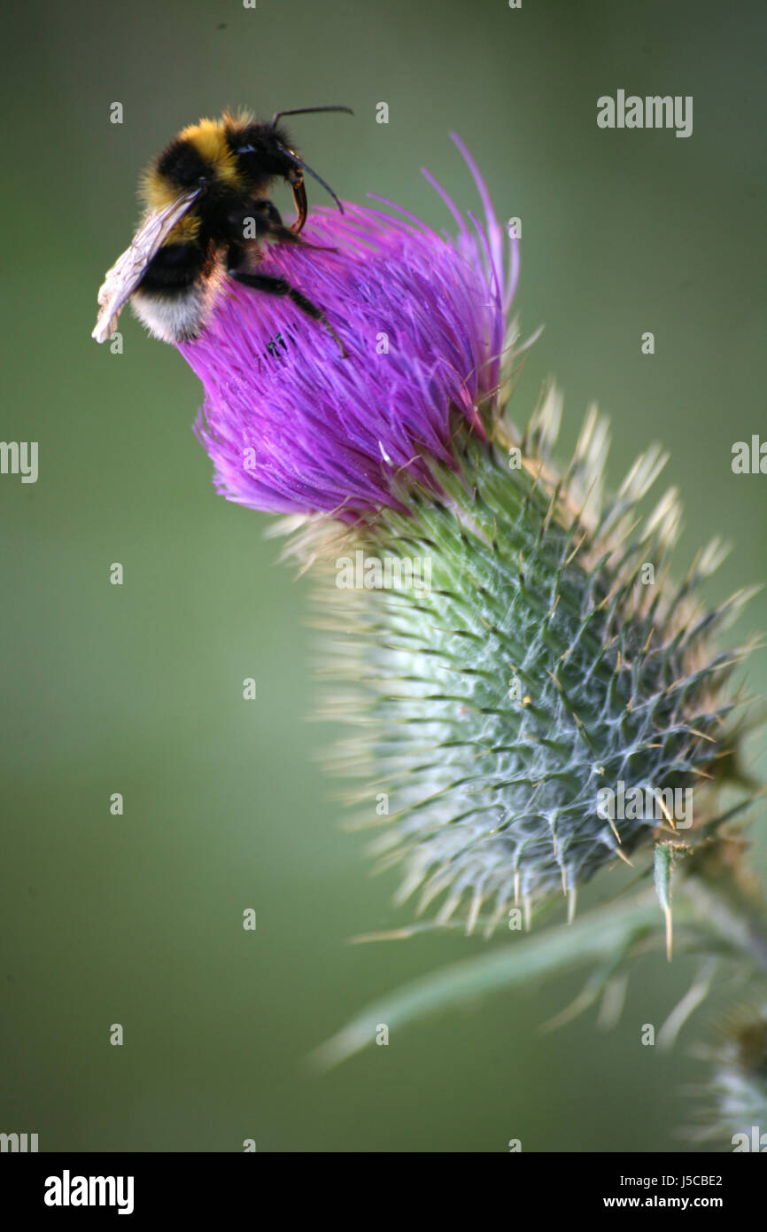 Fluinsekt hi-res stock photography and images - Alamy