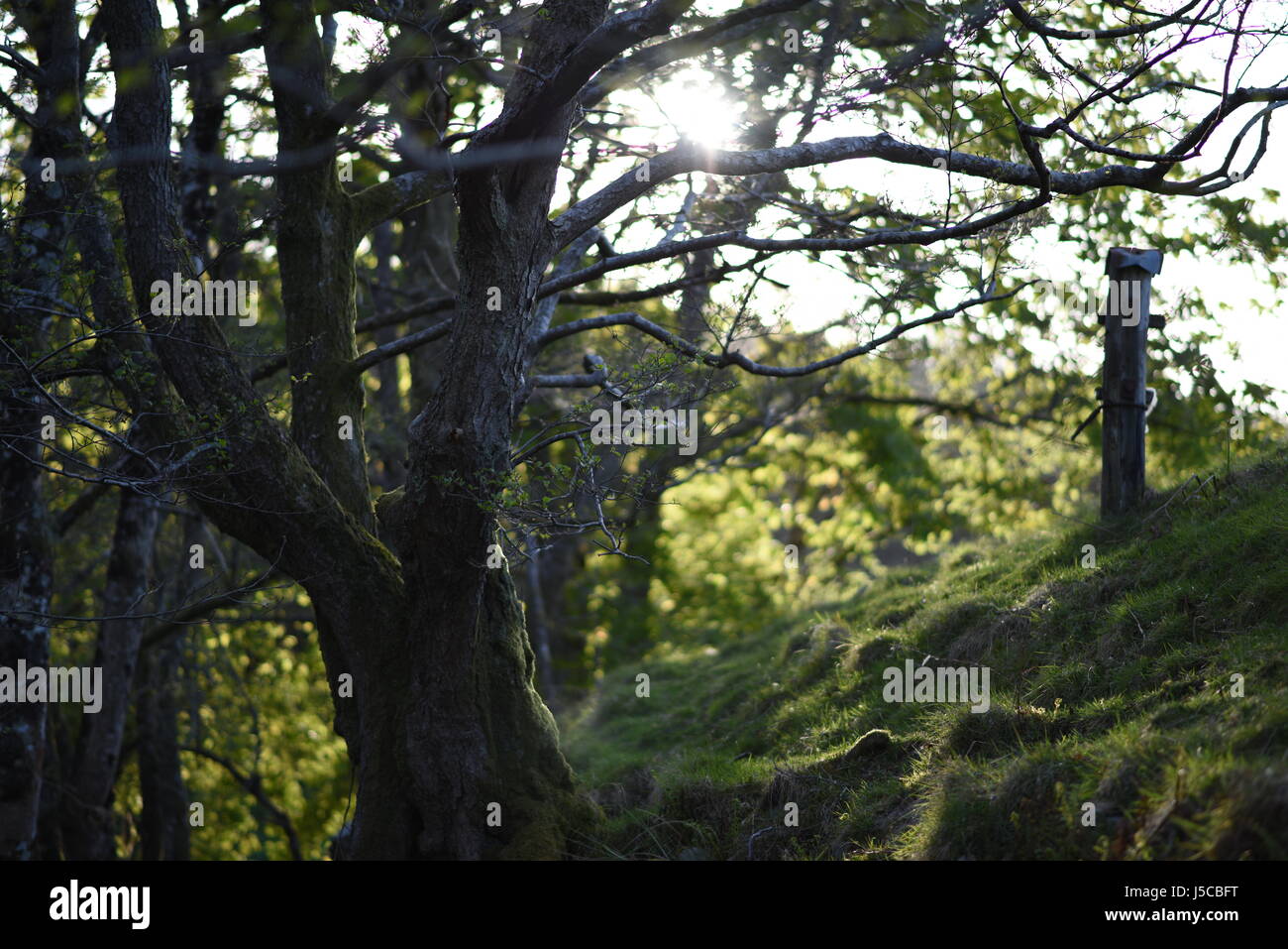 Natural spring powys hi-res stock photography and images - Alamy