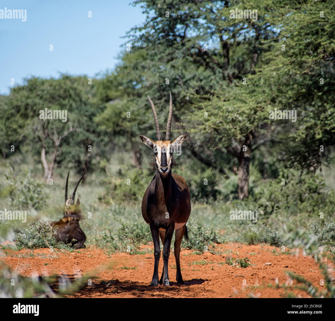 Sable antelope in Southern African savanna Stock Photo - Alamy