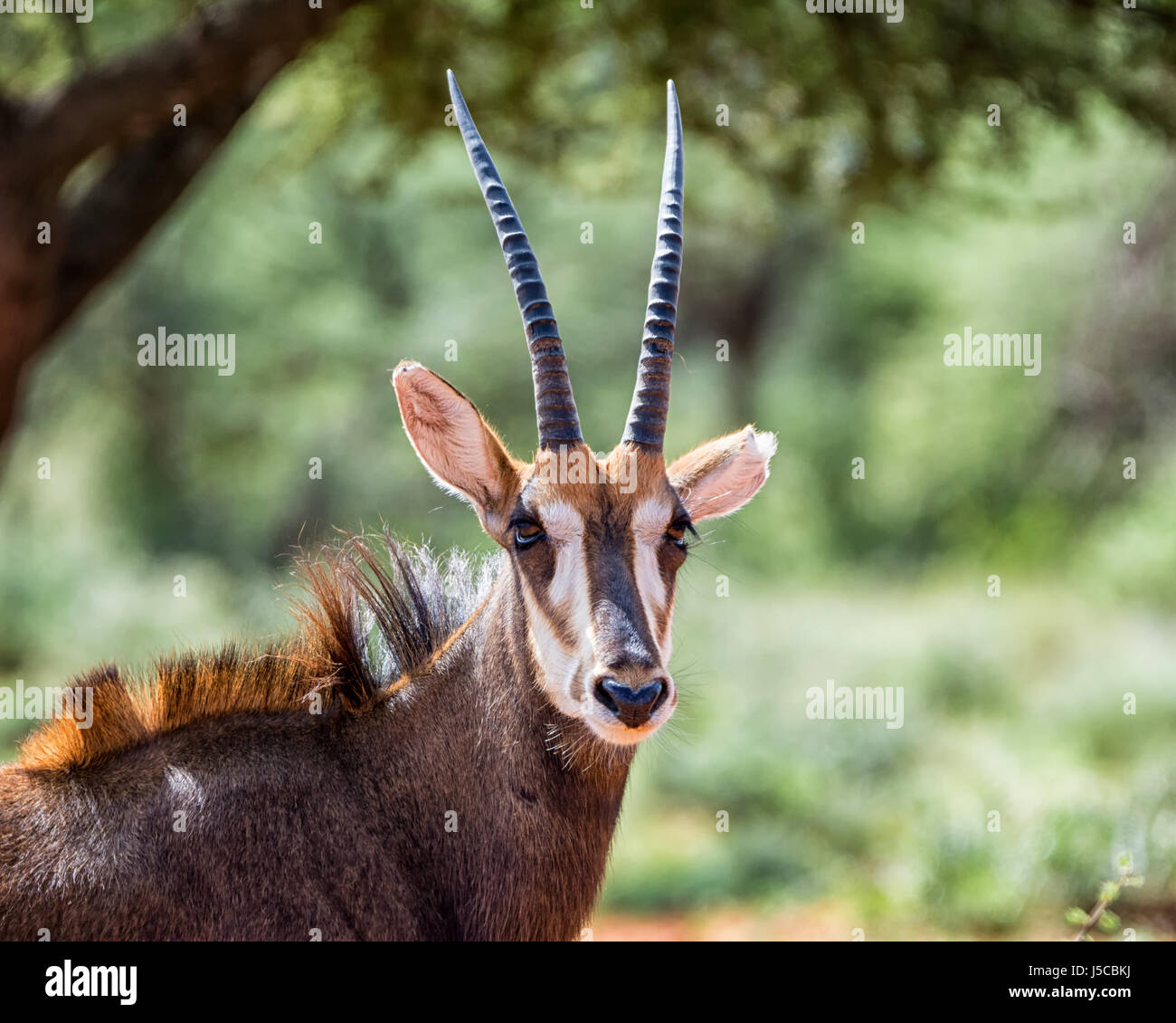 Sable antelope in Southern African savanna Stock Photo - Alamy