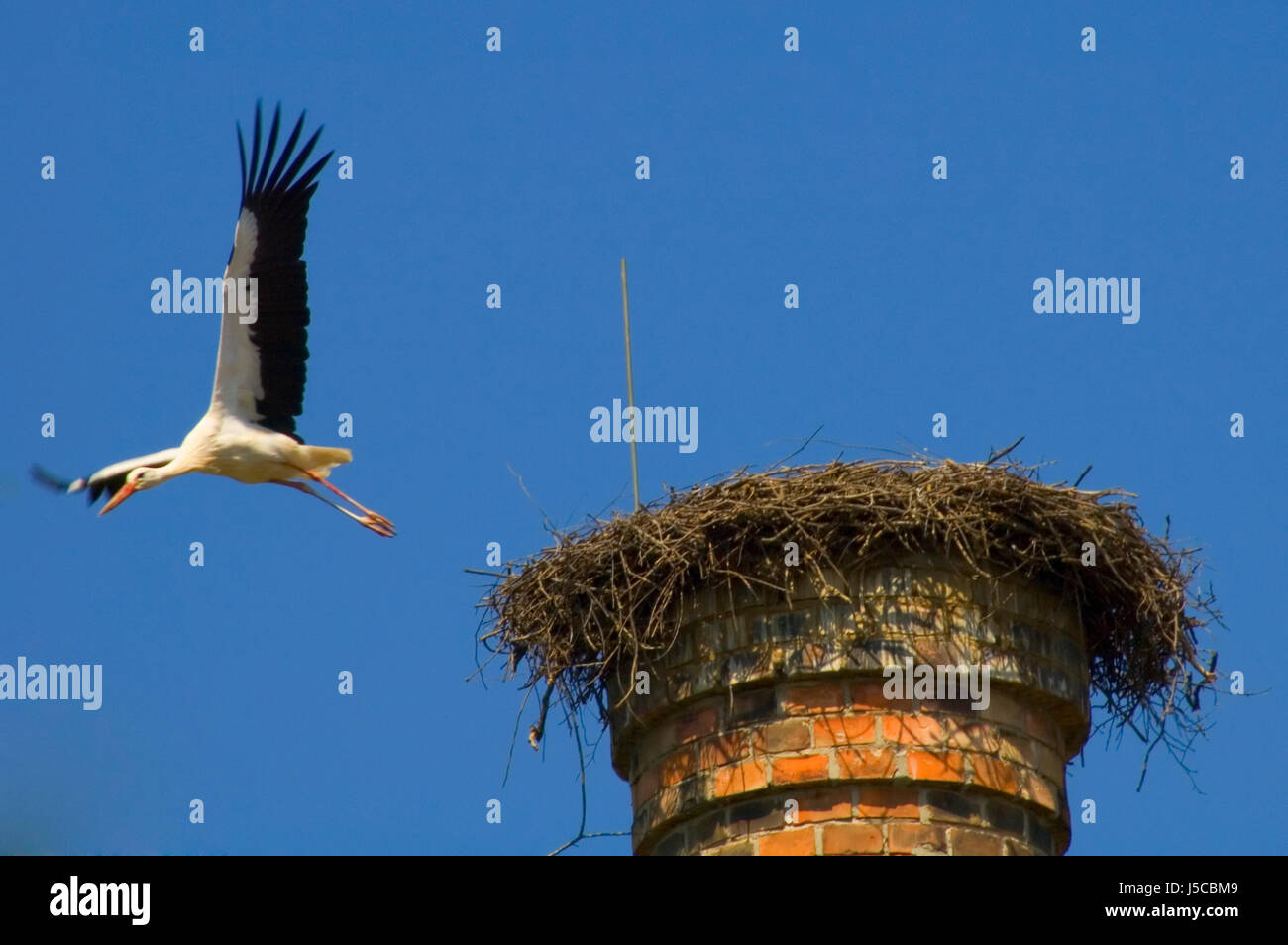 flight bird birds stork nest takeoff storks take off chimney drainpipe ...