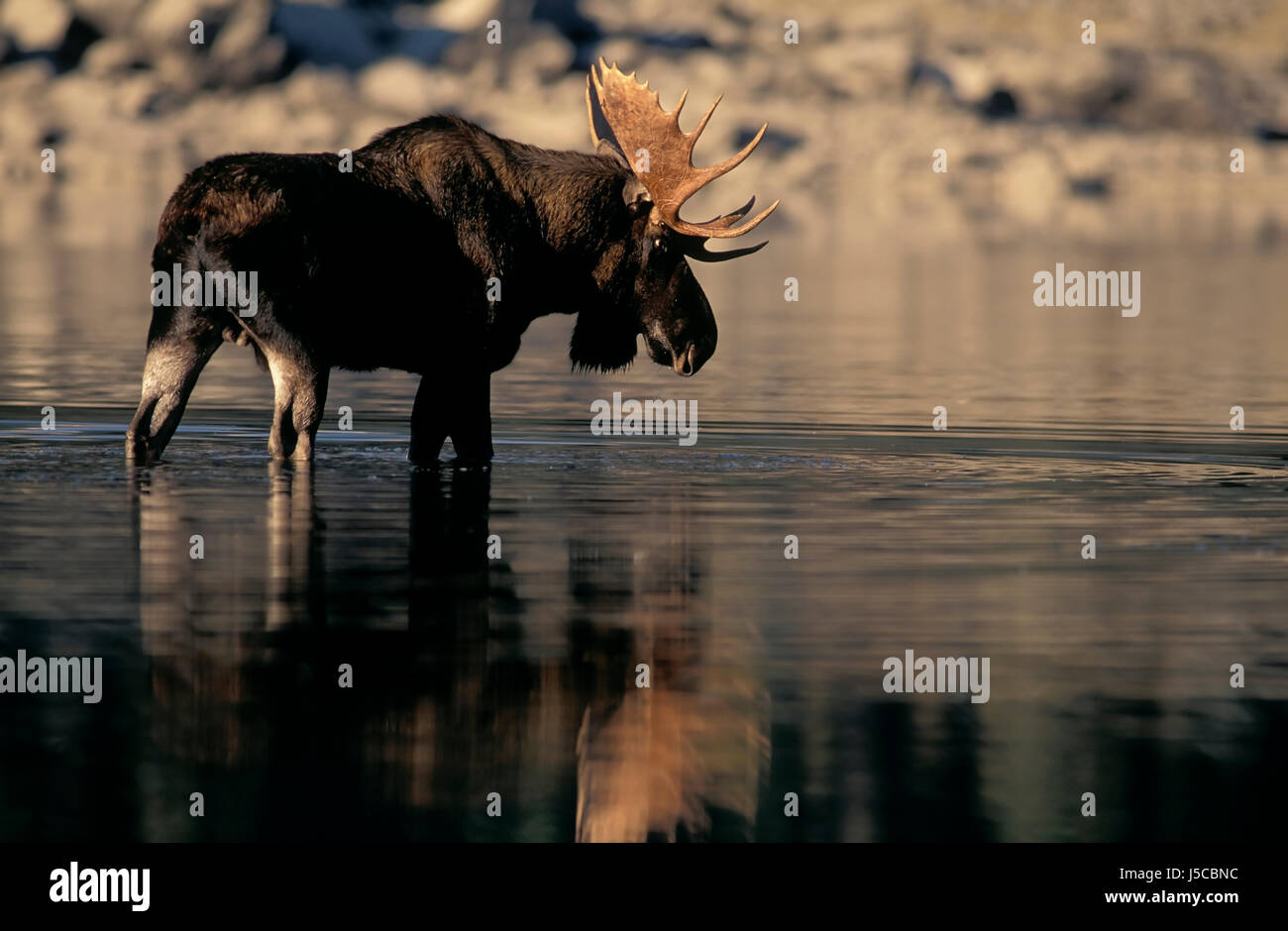 bull moose in the morning Stock Photo - Alamy