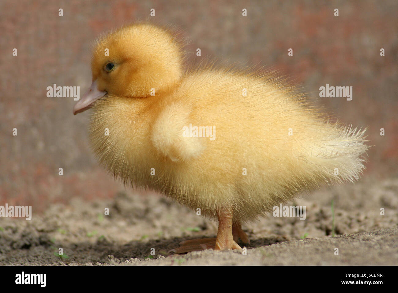 bird birds summer summerly soft small tiny little short spring beak ...