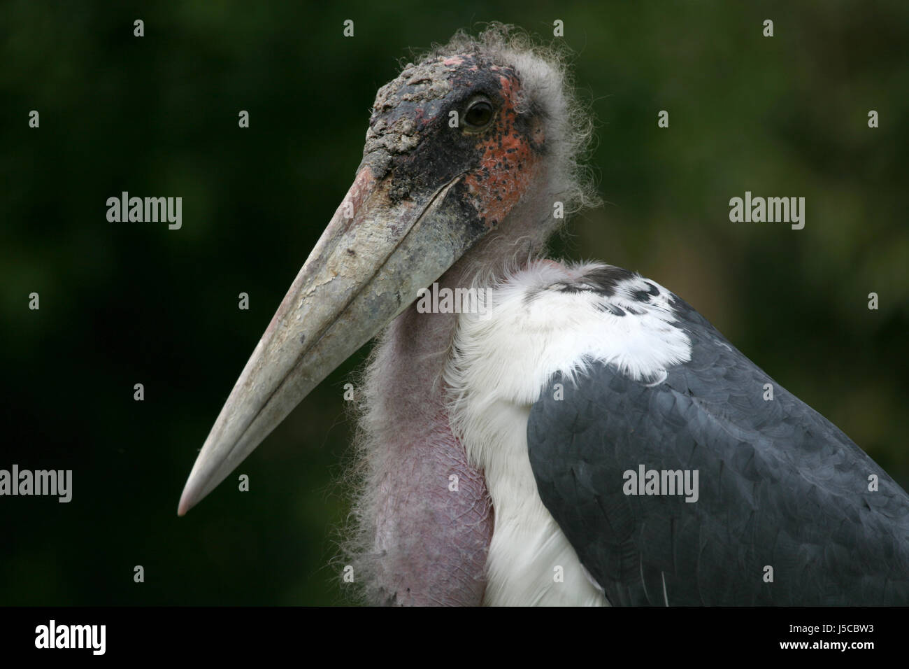 bird birds feathers beak scavenger feathering striking beaks marabou ...