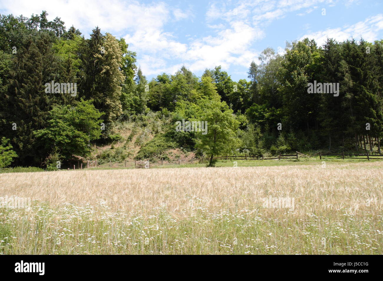 blue relaxation tree trees green wood agriculture farming cloud field ...