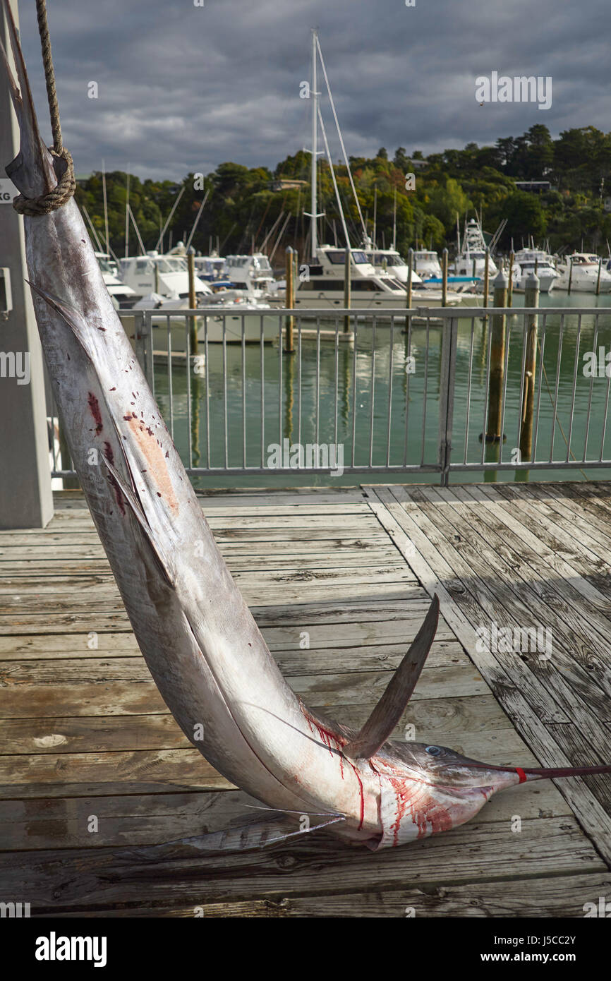 Striped Marlin caught in a fishing contest at Tutukaka, Northland, New ...