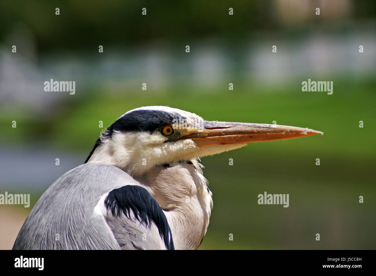 macro close-up macro admission close up view bird green eye organ birds ...