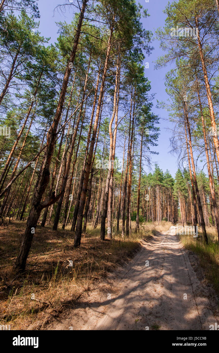 Wild angle view at the pine trees in forest Stock Photo - Alamy