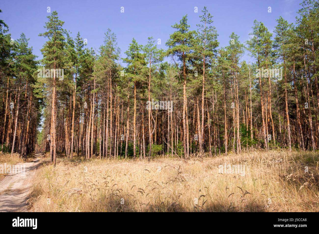 Wild angle view at the pine trees in forest Stock Photo - Alamy