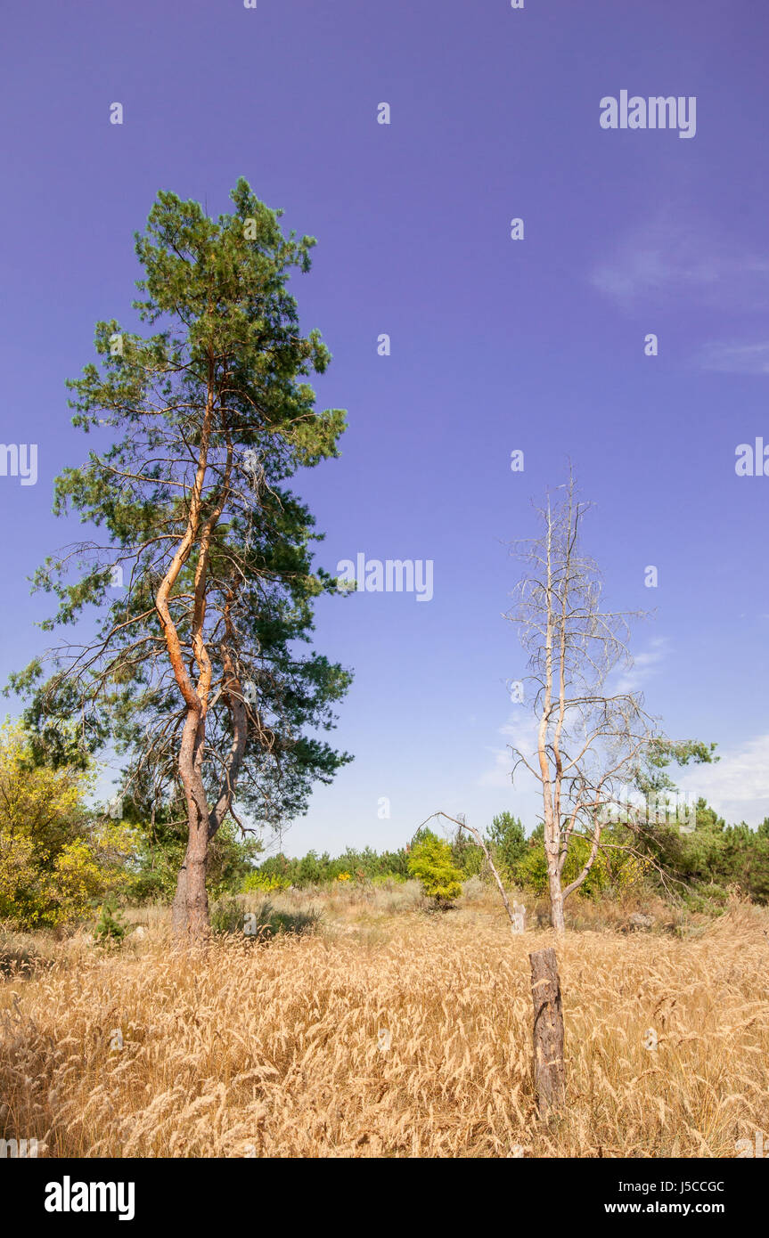 Wild angle view at the pine trees in forest Stock Photo - Alamy