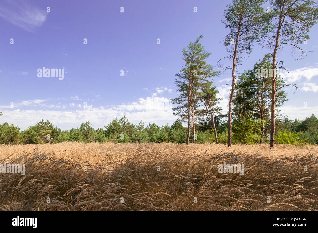 Wild angle view at the pine trees in forest Stock Photo - Alamy