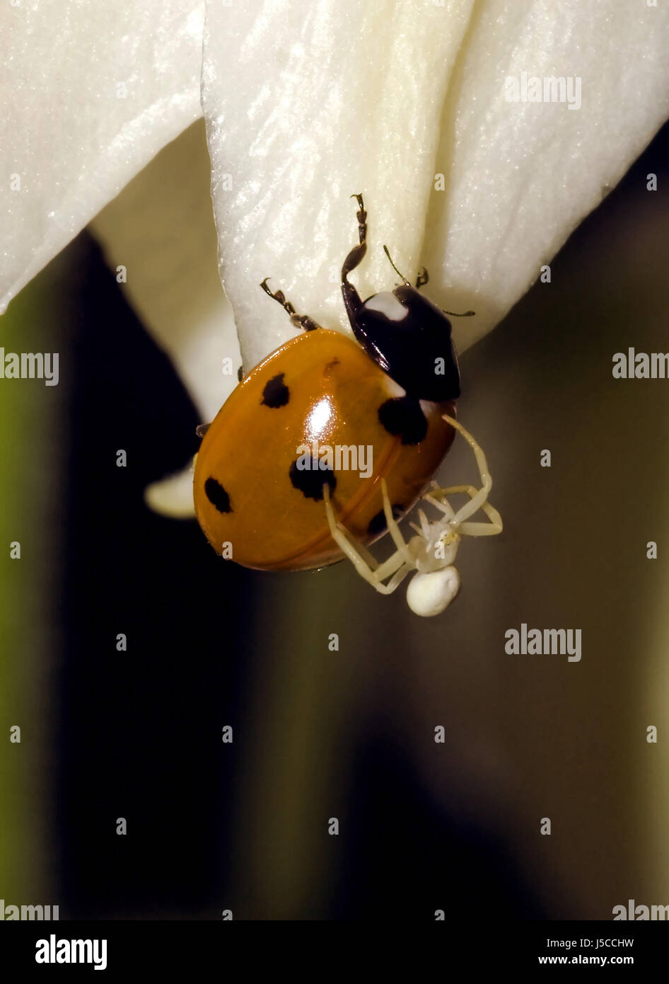 service ride insect insects beetle achievement taxi transport spider ...