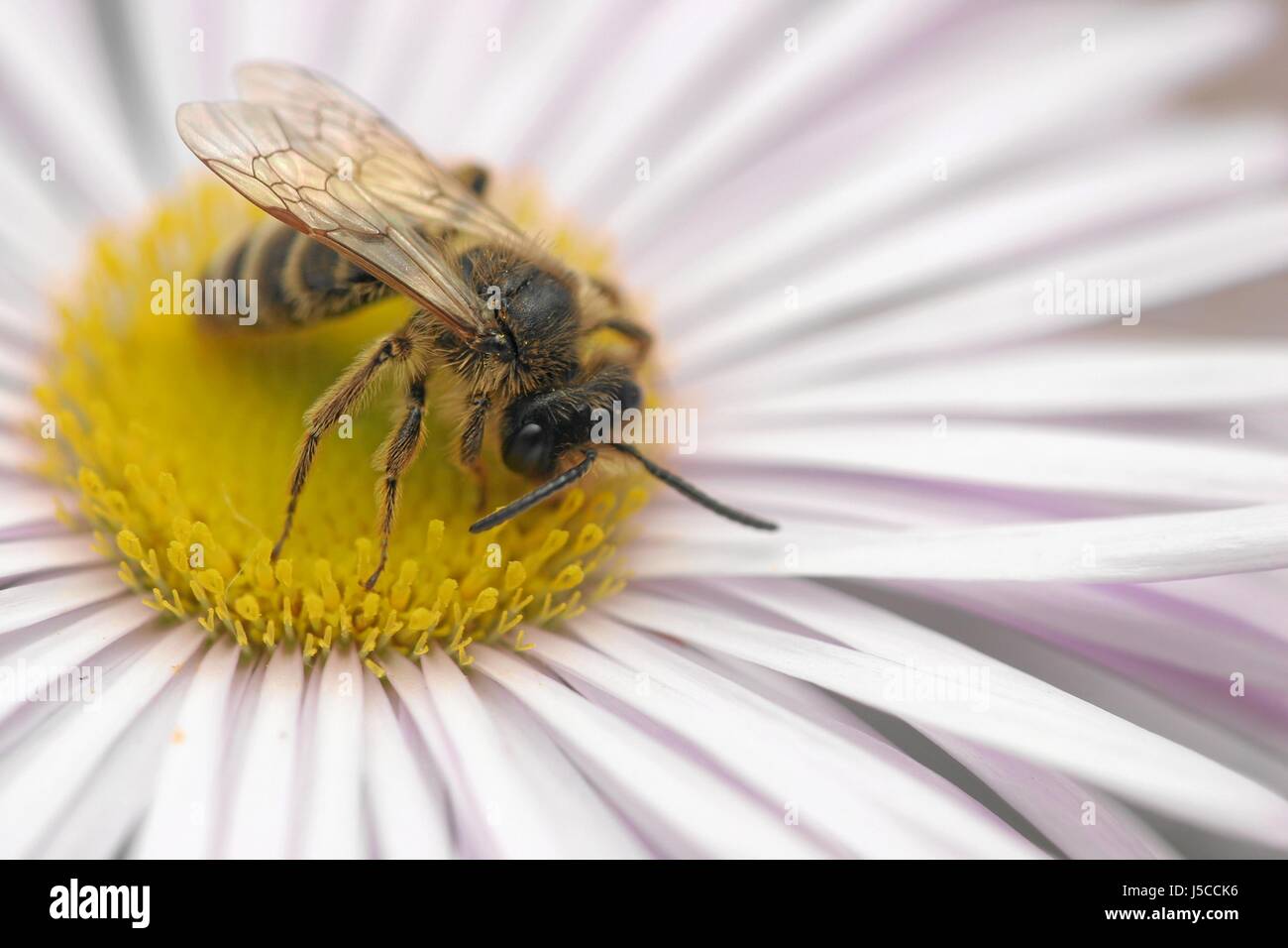 insect intoxication reeling drunken alcoholized intoxicated primed bee ...