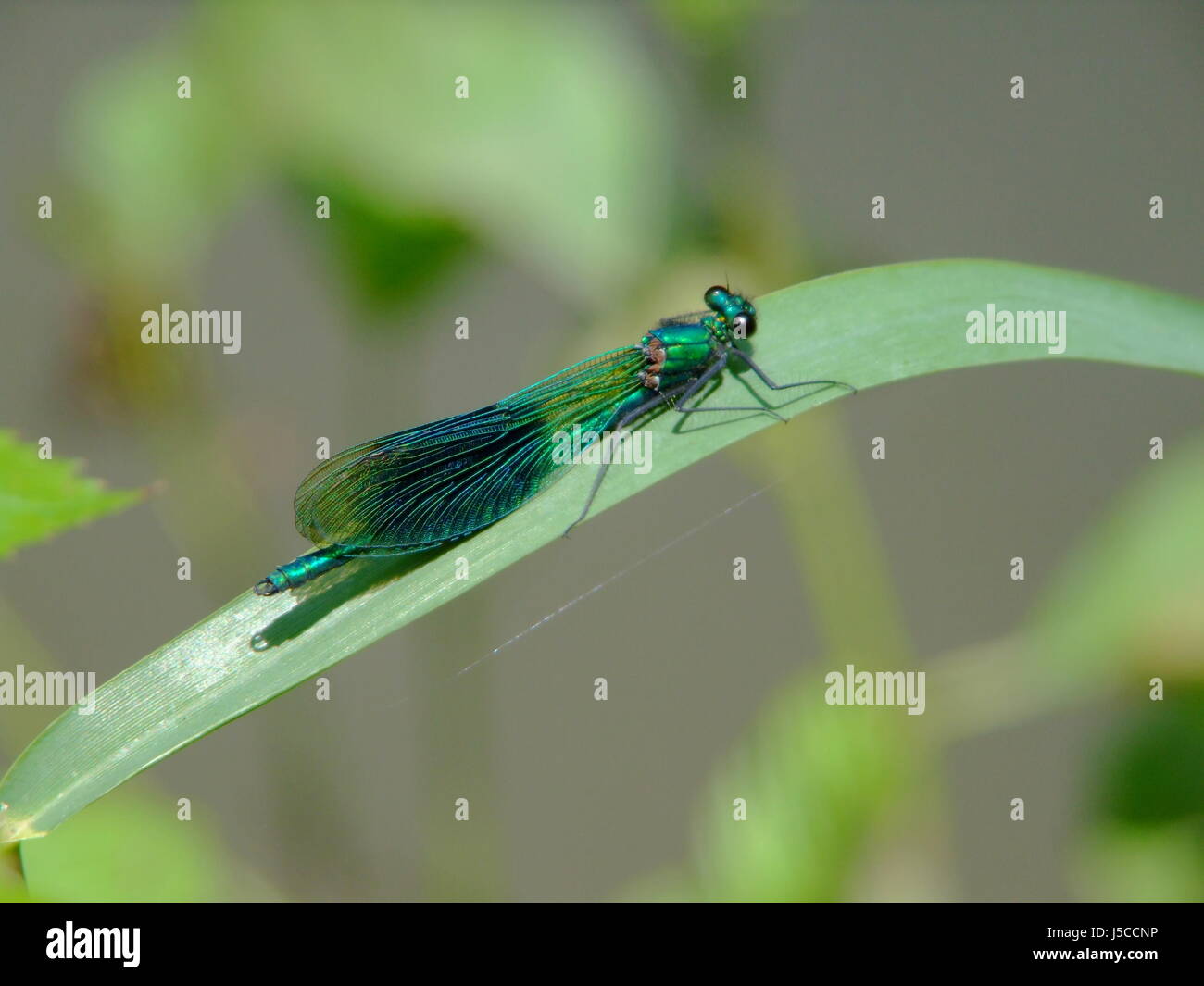 shiny metallic wing structure Stock Photo - Alamy