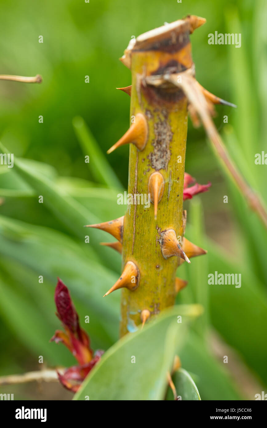 Stem of rose with thorns in garden Stock Photo - Alamy