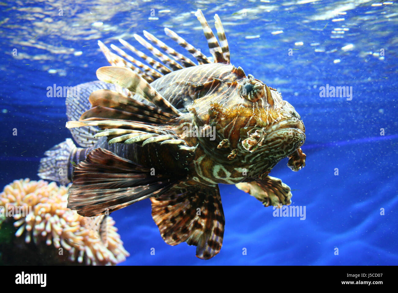 Poison Fish On Sea Water