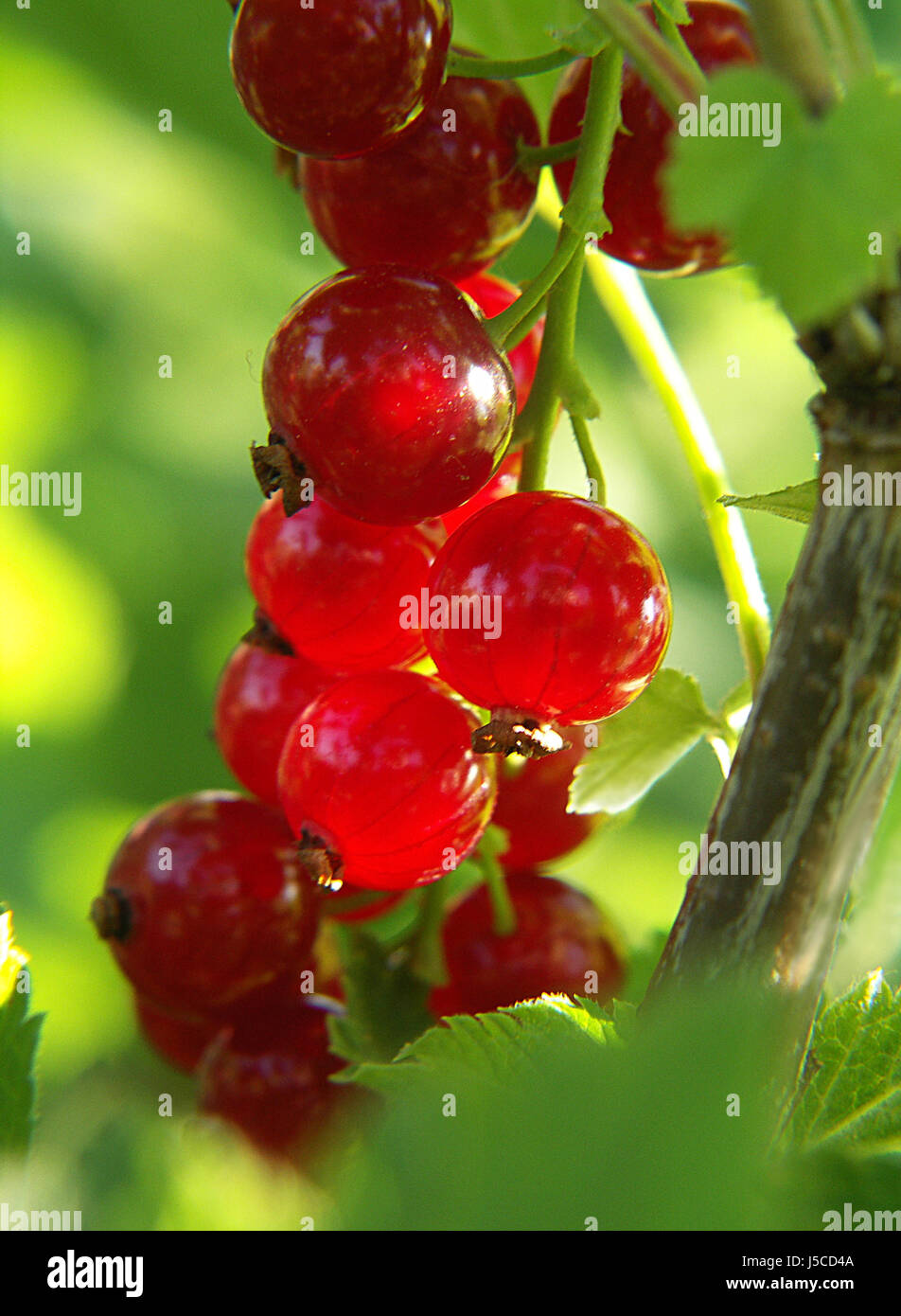 hmmmm,schleck,mampf ..delicious Stock Photo - Alamy