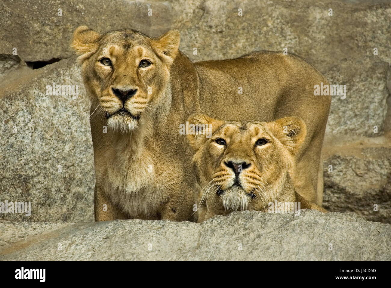 lion cat big cat feline predator animal portrait cats lions lioness ...