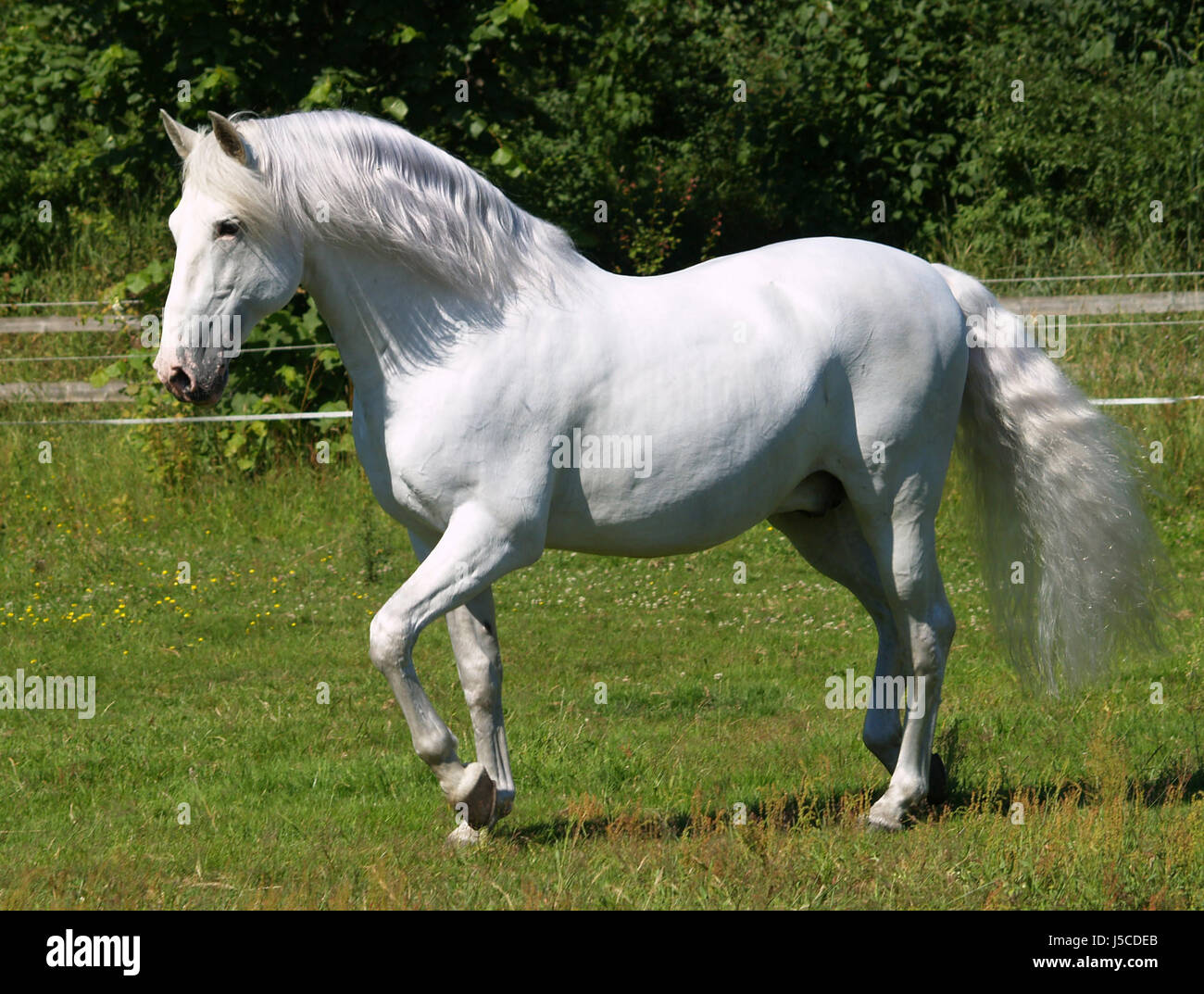 ride horse dynamics dynamism horses stallion gelding trot strength ...