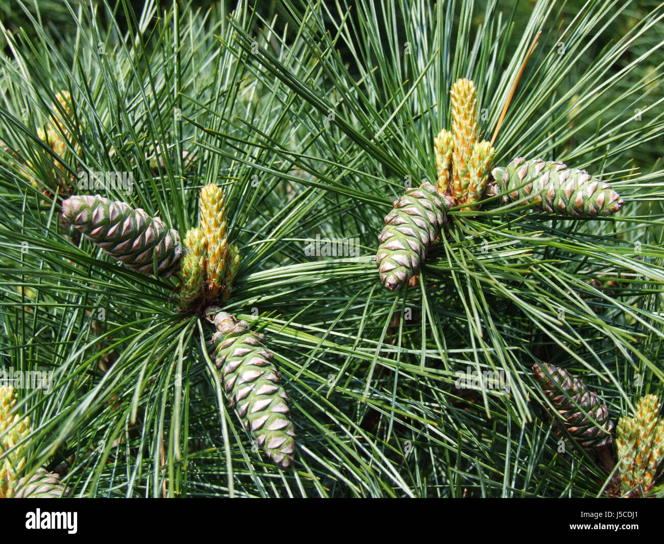 tree trees green pine flora botany conifer conifers tap pines weymouths ...