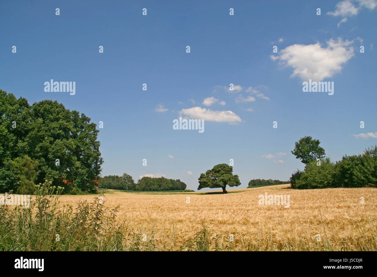 tree trees agriculture farming field fields firs grain field scenery ...