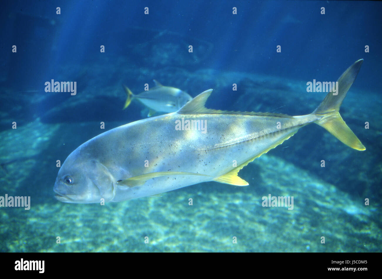 sea bottom deep-sea fish seabed tunny tuna gelbflossenthunfish thun ...