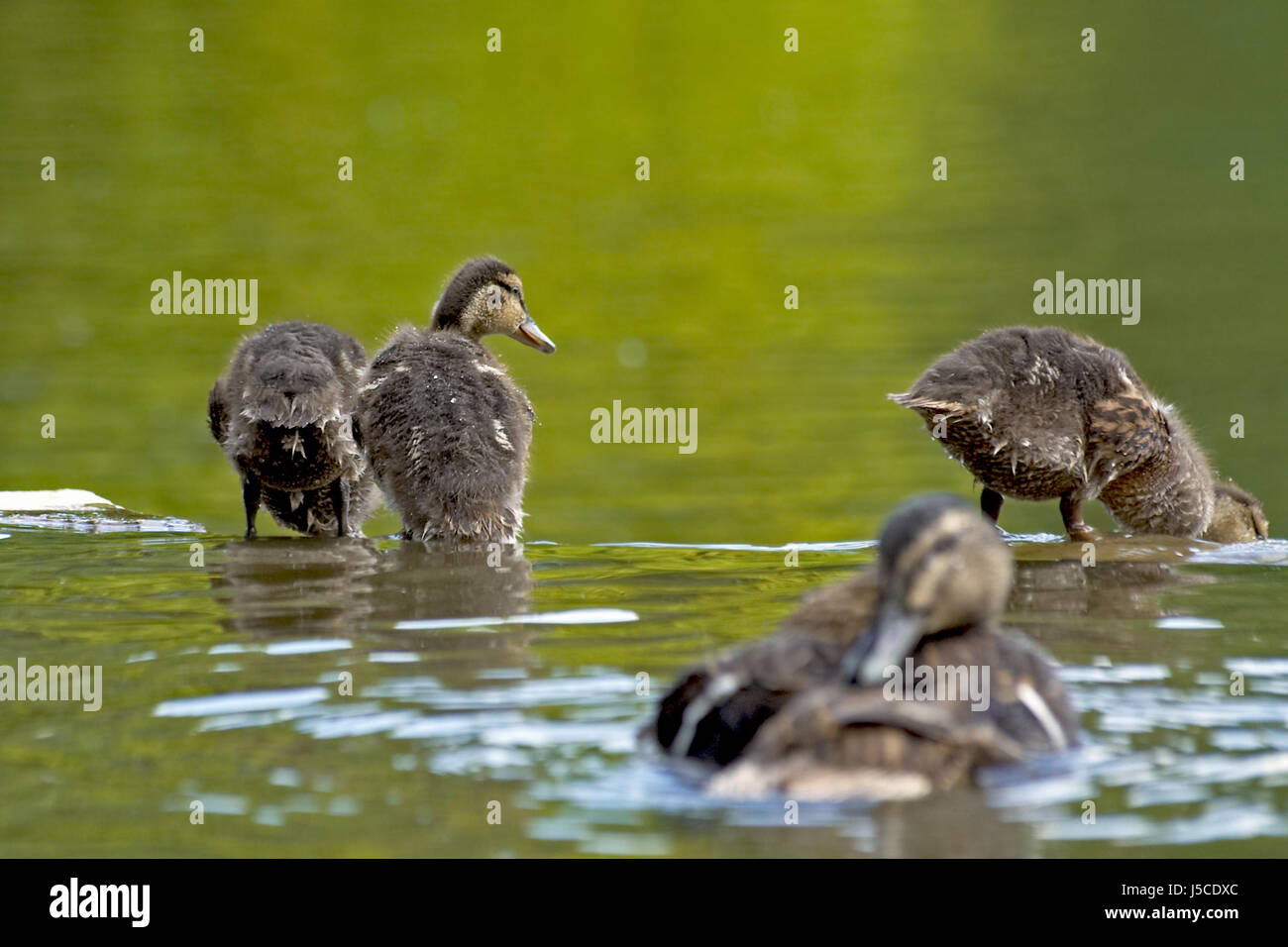 not leaning too far forward Stock Photo - Alamy