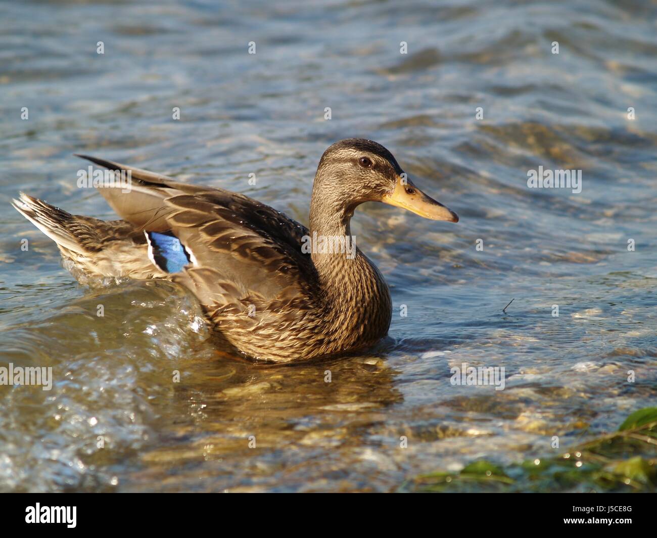 animal animals duck wild duck fresh water lake inland water water ...