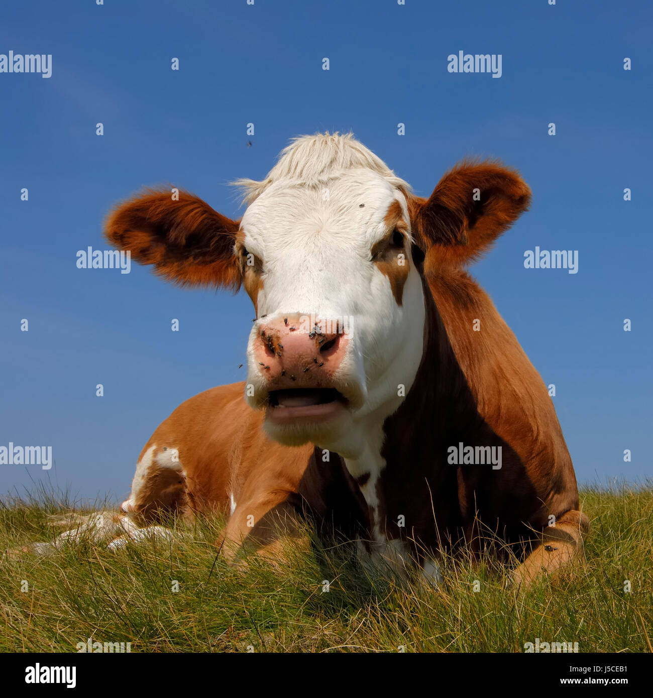 Bovine plague hi-res stock photography and images - Alamy
